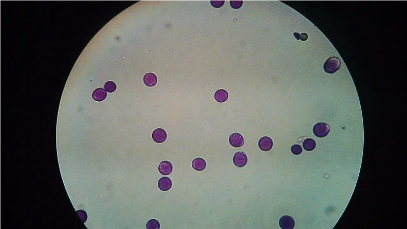 Pollen Microscope Slides